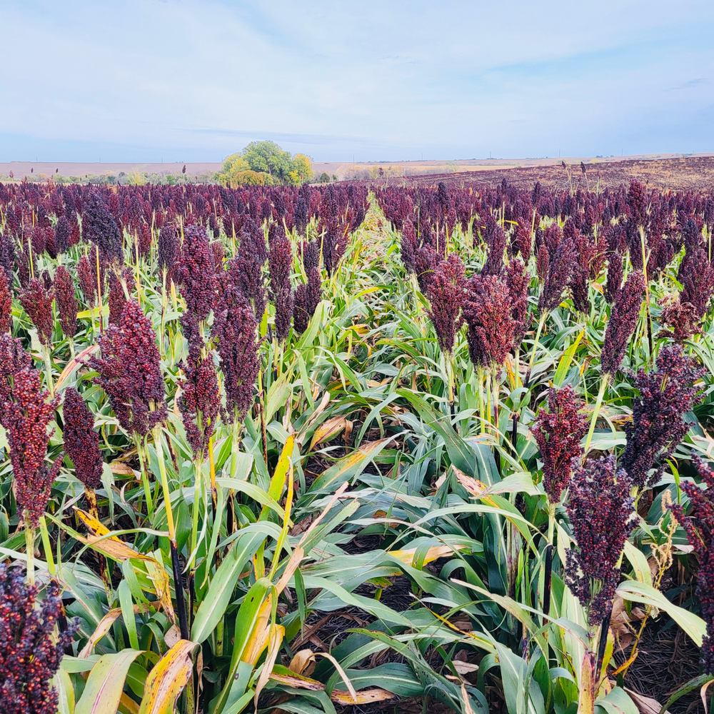 INGREDIENTS – grain-berry